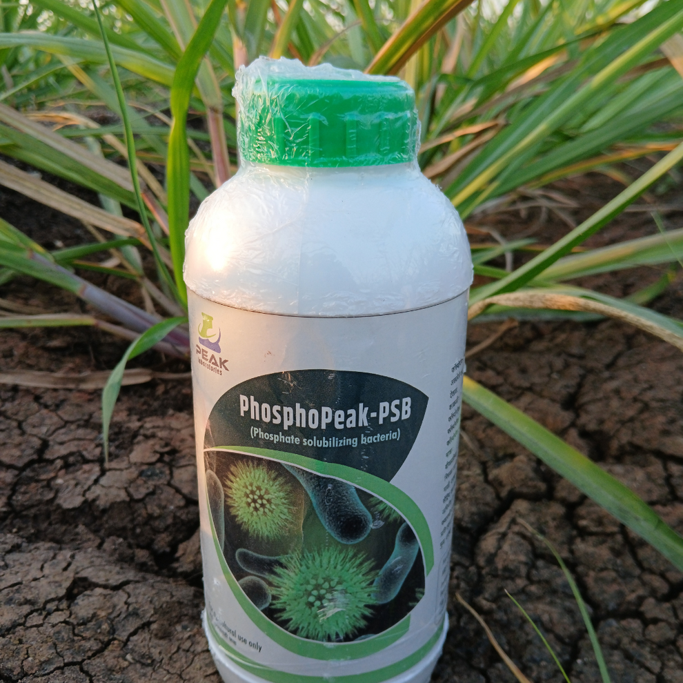 Buy PSB Bacteria Online Maharashtra | Organic Phosphorus Deficiency Solution" – Bactostore